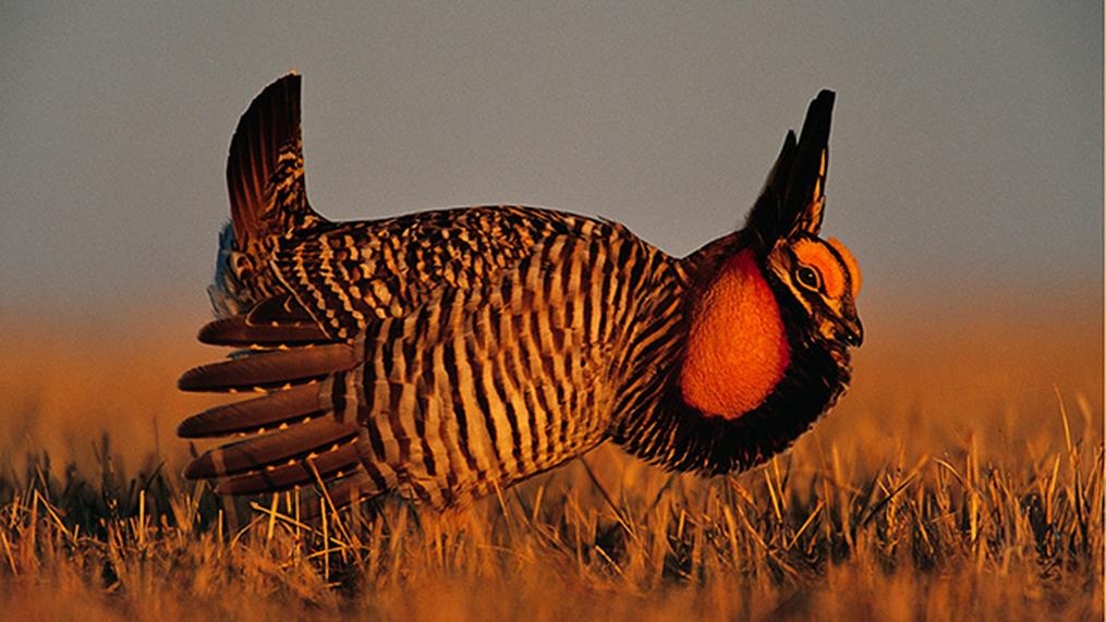 Great Plains: America's Lingering Wild | We Live with the Land | WTTW