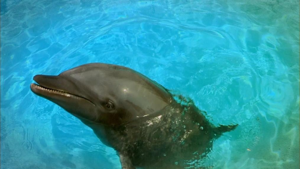 Operation Wild | | WTTW