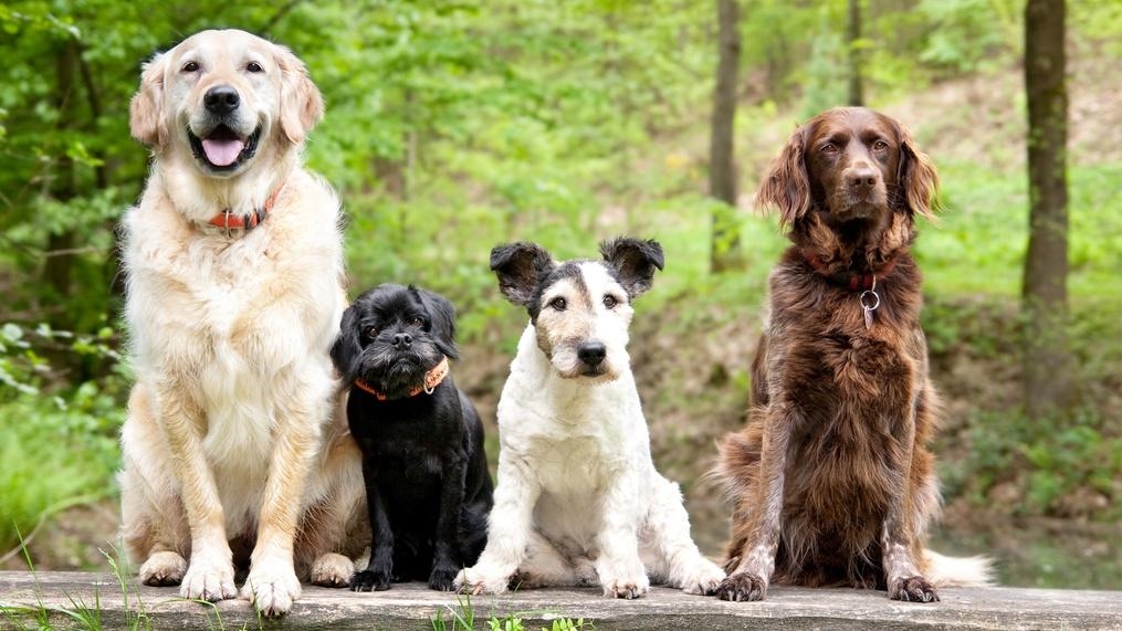 NOVA | Dog Tales | WTTW