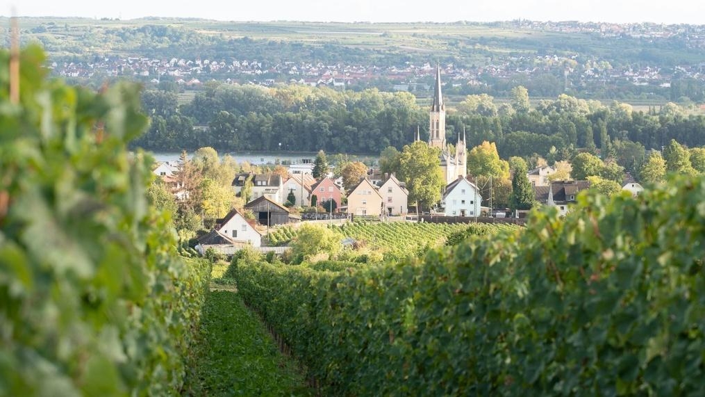 Wine First | Mosel Valley | WTTW