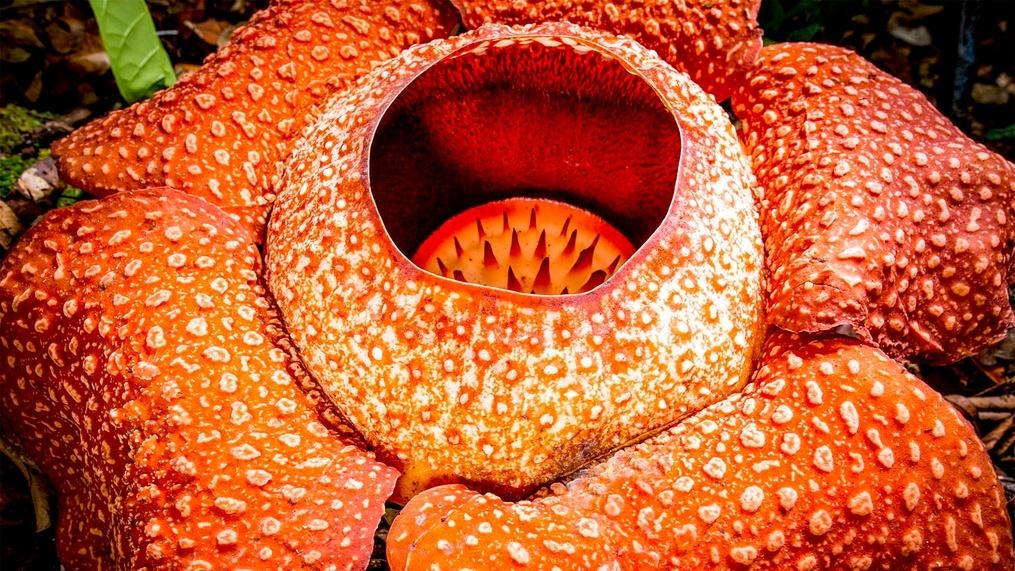 The Green Planet | Tropical Worlds | WTTW