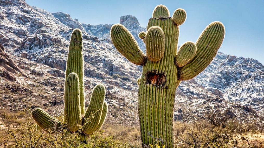 The Green Planet | Desert Worlds | WTTW