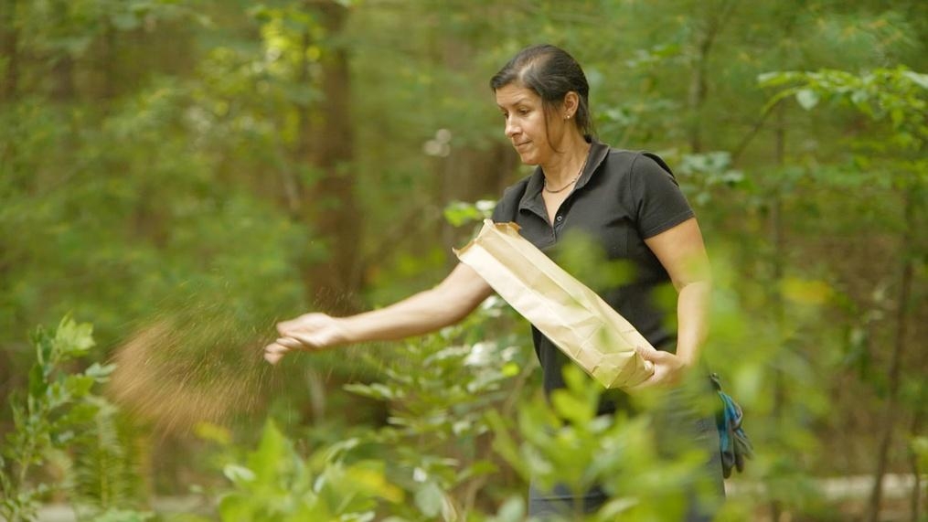 Ask This Old House | Wetlands, Foundation Painting | WTTW