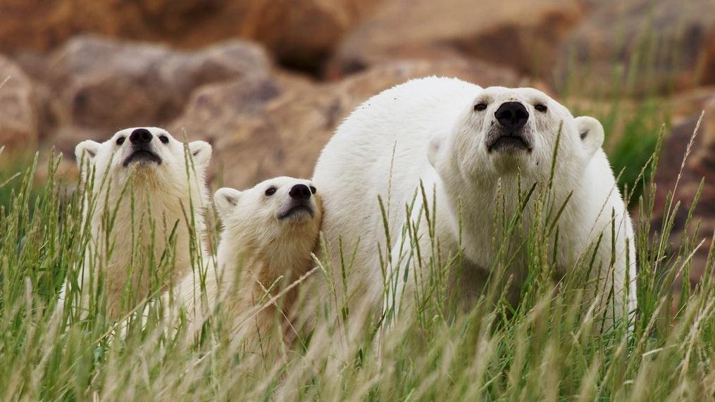 Nature Canada Surviving The Wild North WTTW