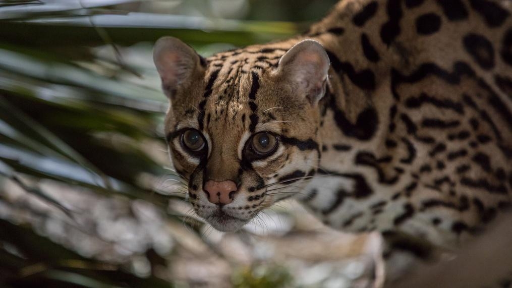 Nature | American Ocelot | WTTW