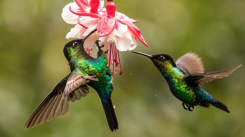 Nature | The Hummingbird Effect | WTTW