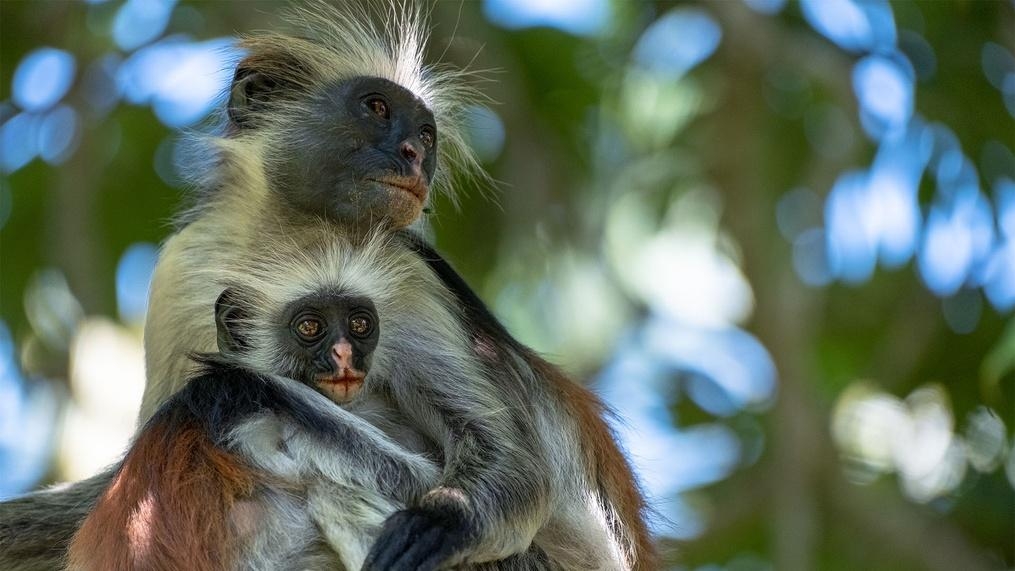 Evolution Earth Islands Wttw