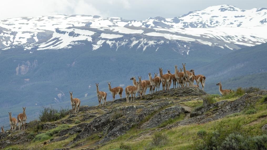 Evolution Earth Grasslands Wttw