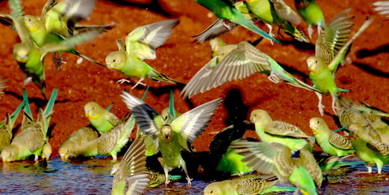 Nature | Parrots in the Land of Oz | WTTW