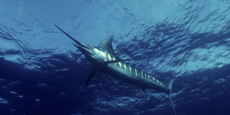 Nature | Superfish | WTTW