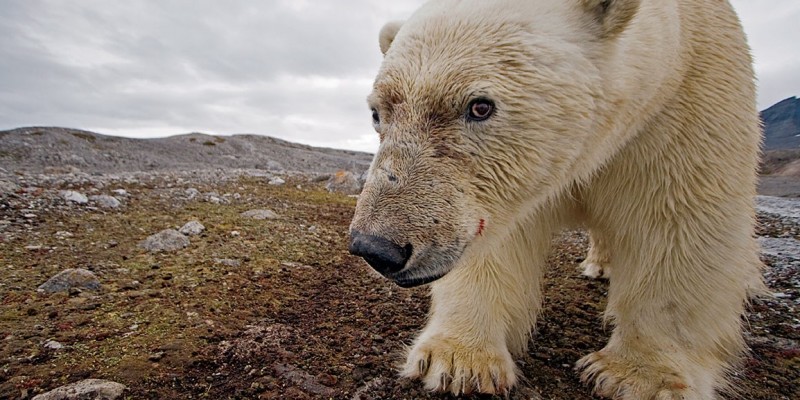 Born to Explore | Canada: The Mighty Polar Bear Migration | WTTW