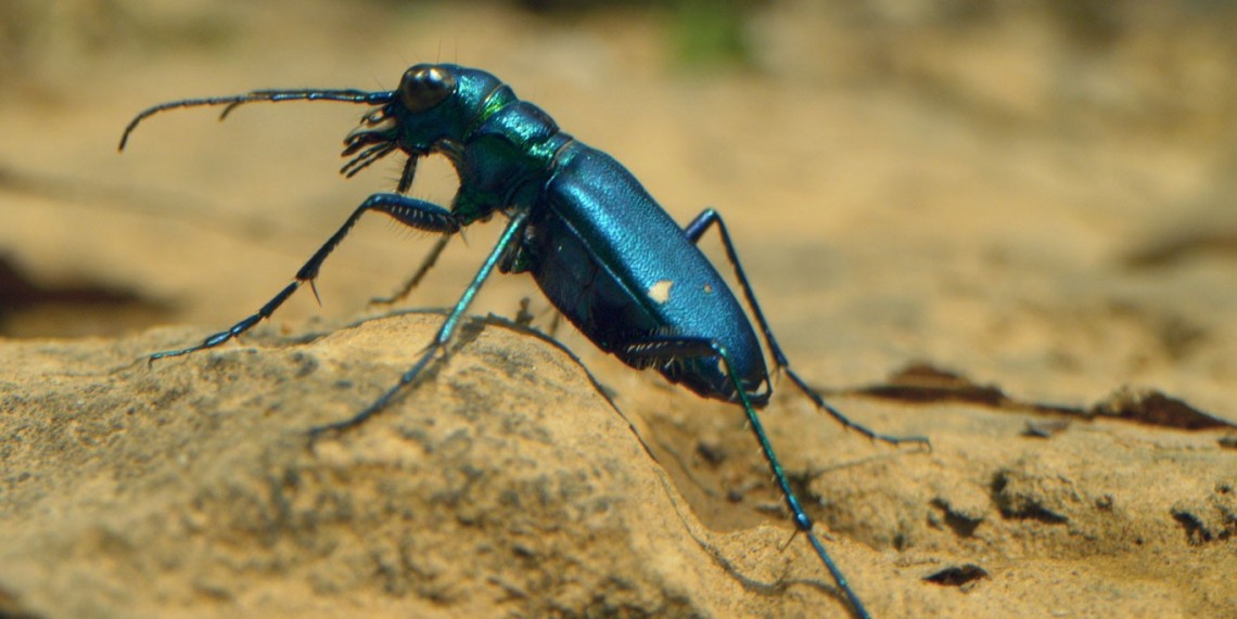 Bugs That Rule The World | Beetle Mania | WTTW