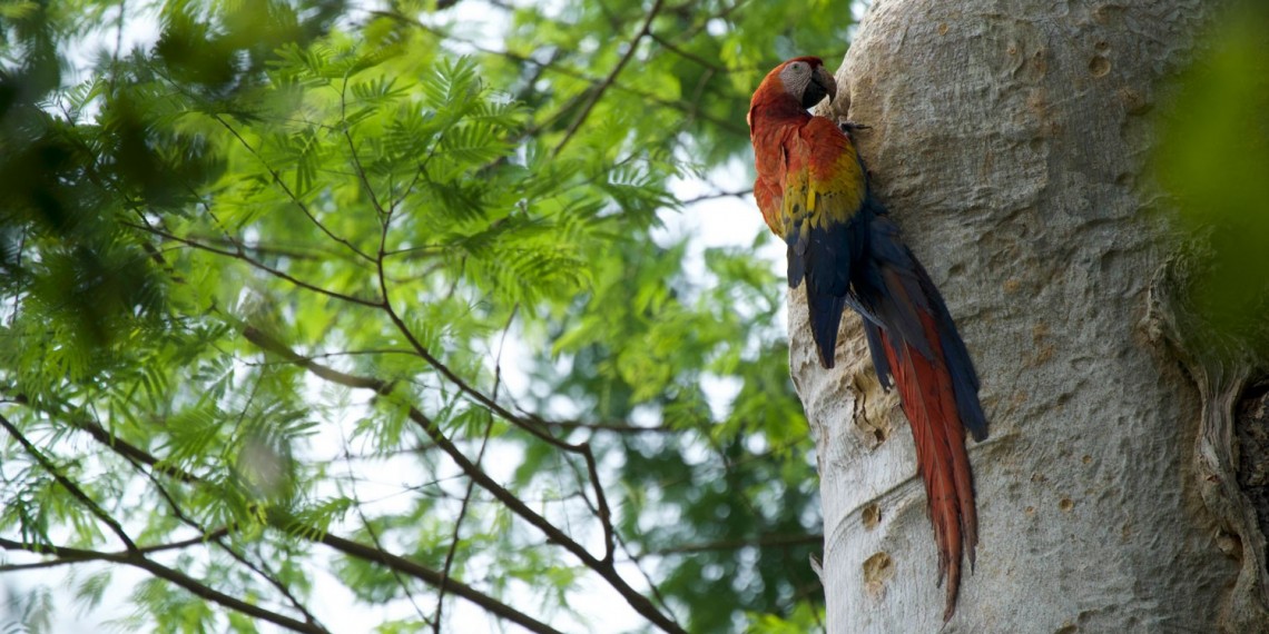 Shared Planet | Forests | WTTW